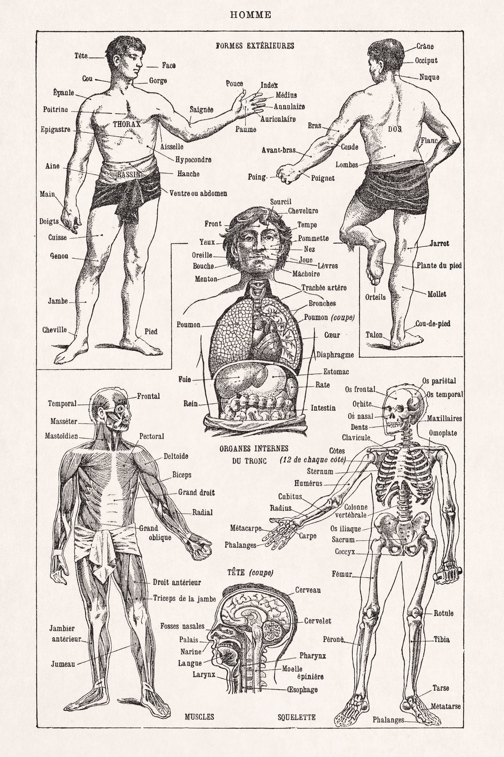 Trinx Illustration About Human Anatomy - Wrapped Canvas Photograph ...