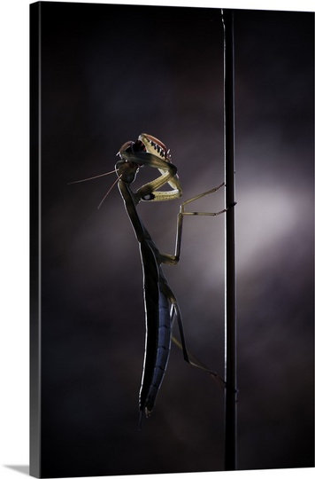 The Twillery Co.® Straub Bug Addiction by Fabien Bravin - Photograph ...