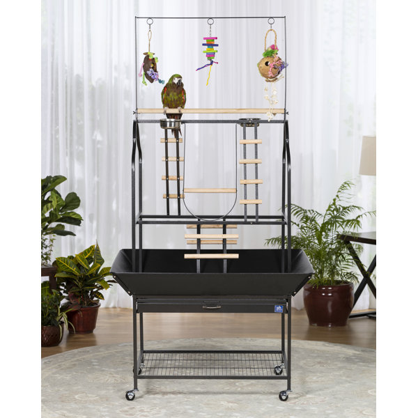 Bird-play-stand | Wayfair