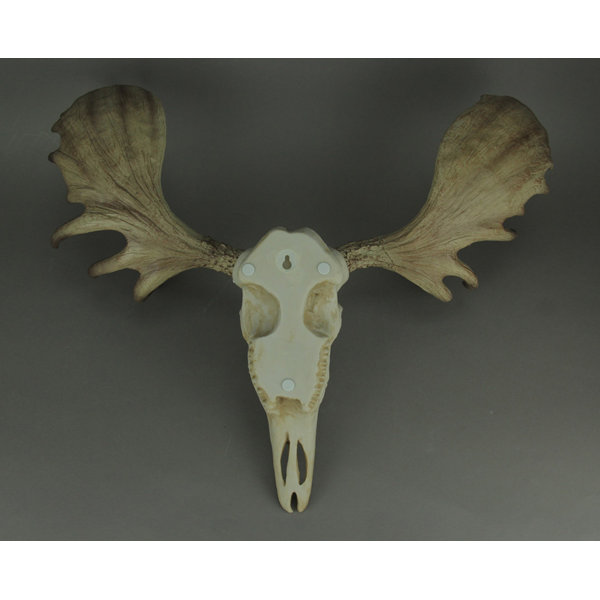 Loon Peak® Large Lifelike Bull Moose Skull Wall Décor | Wayfair