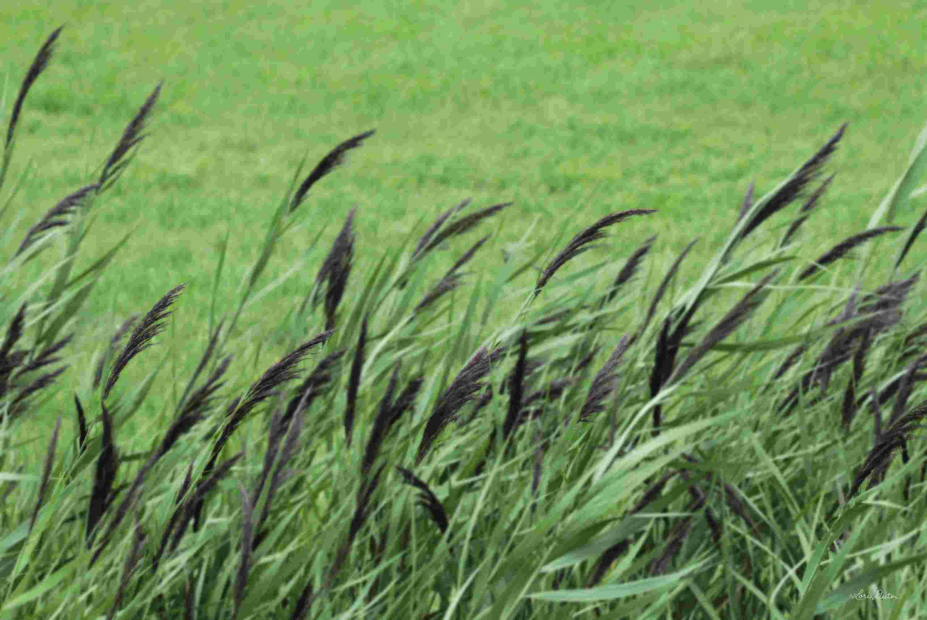Gracie Oaks Wispy Grass On Canvas by Lori Deiter Photograph | Wayfair