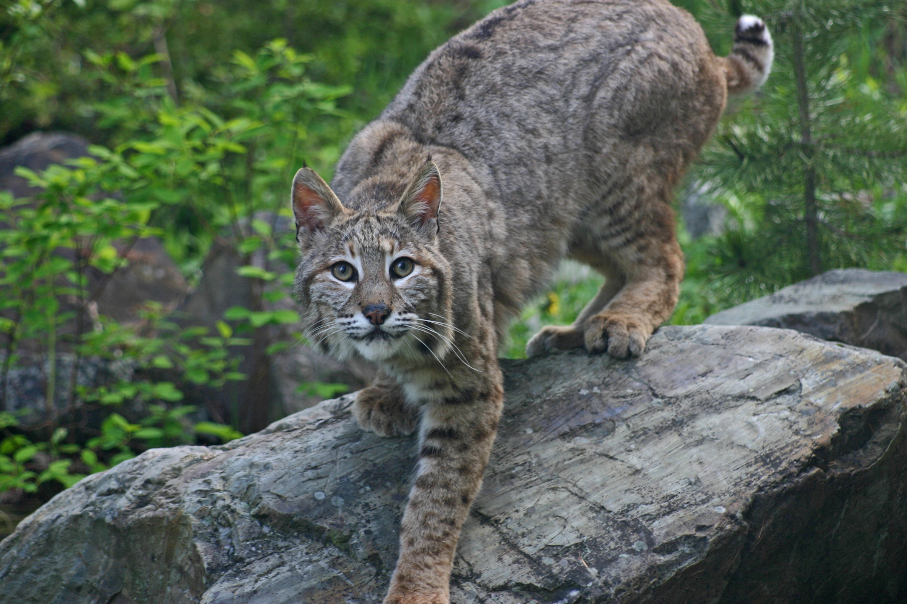 Ebern Designs Bobcat by - Wrapped Canvas Photograph | Wayfair