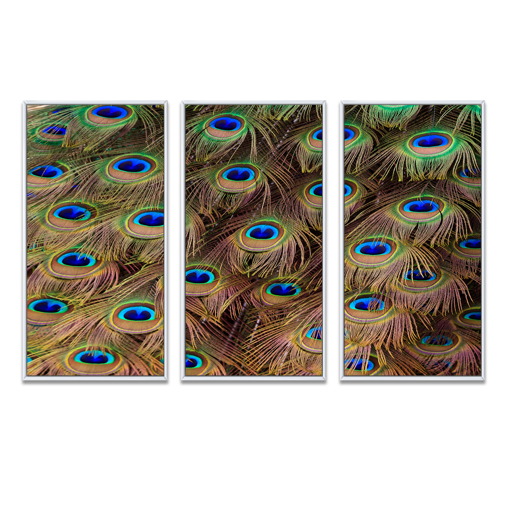 Dakota Fields Peacock Bird Tail Feathers In Close Up Peacock Bird Tail ...