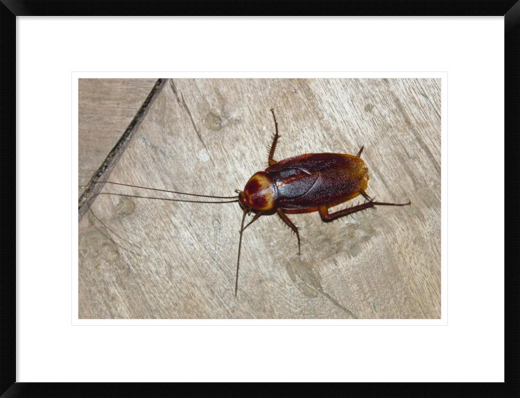Global Gallery American Cockroach - Picture Frame Photograph | Wayfair