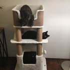 Archie & Oscar™ 43" Robyn Cat Tree & Reviews | Wayfair