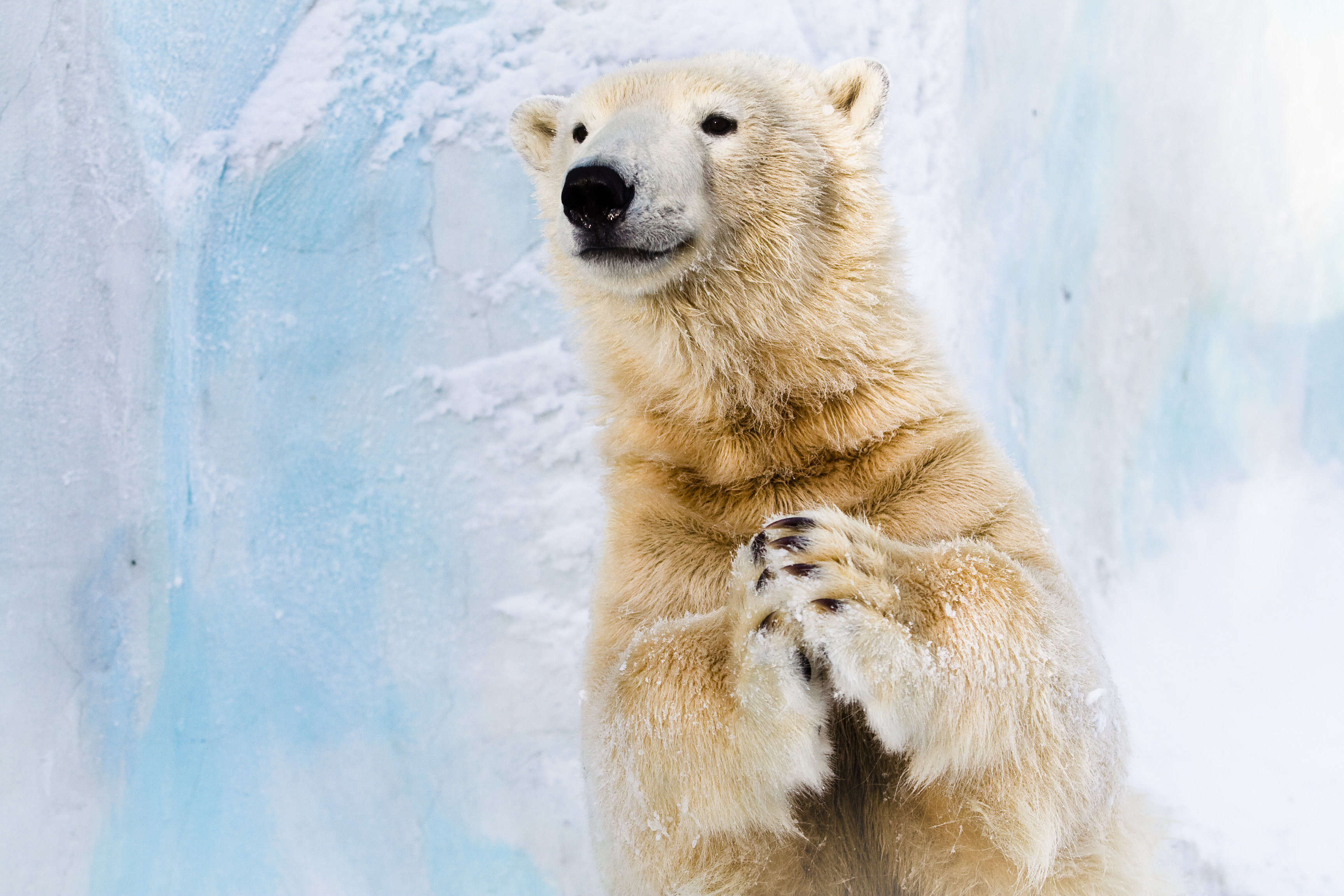 Millwood Pines Polar Bear Clapping by Peterkirillov - Wrapped Canvas ...