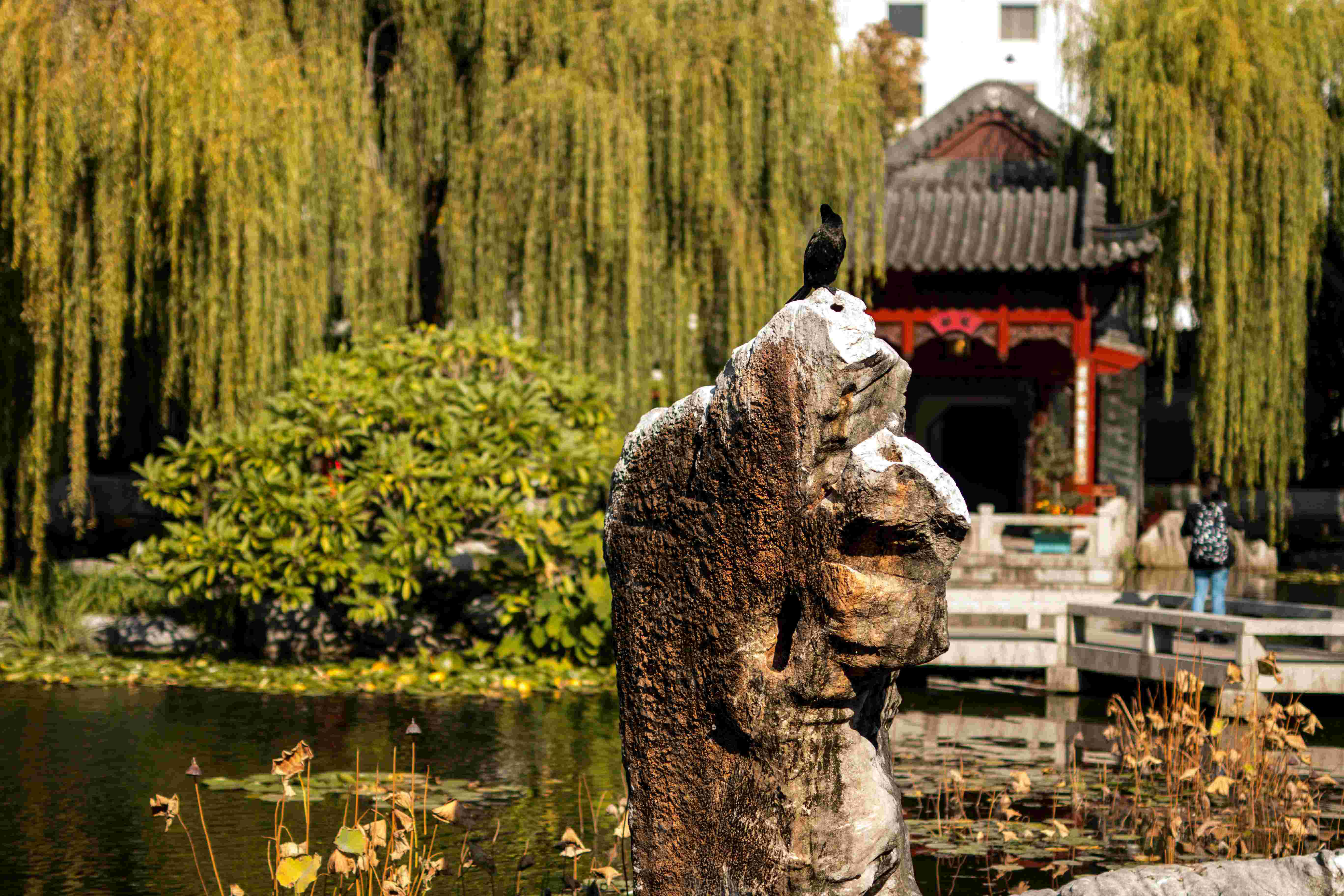 Winston Porter Willow Tree Park Photography - Wrapped Canvas Photograph ...