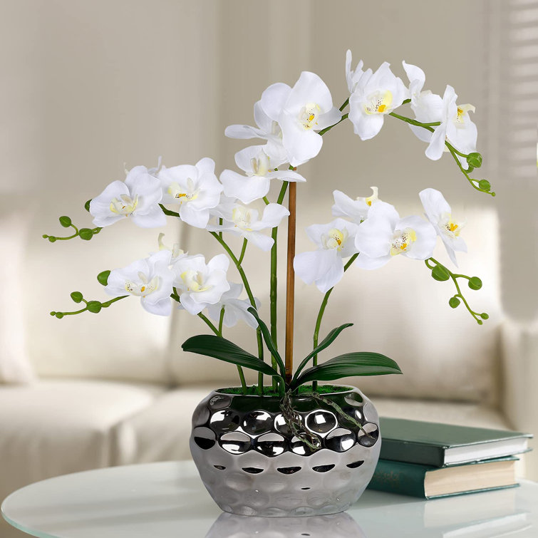 Primrue Orchid in Pot | Wayfair