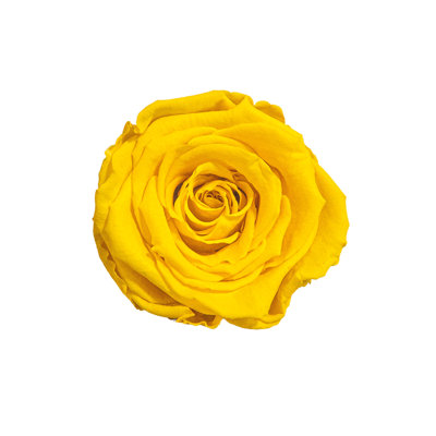 Fiorebela Citron Roses Floral Arrangement in Vase | Wayfair
