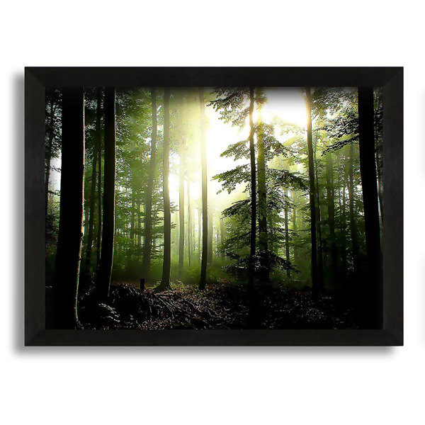 Union Rustic Coniferous Forest - Picture Frame Photograph on Canvas ...