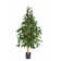 artplants.de Baluno Floor Ficus Tree in Pot | Wayfair.co.uk