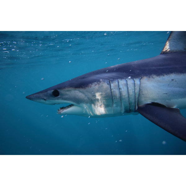 Highland Dunes Shortfin Mako Shark On Canvas Photograph | Wayfair