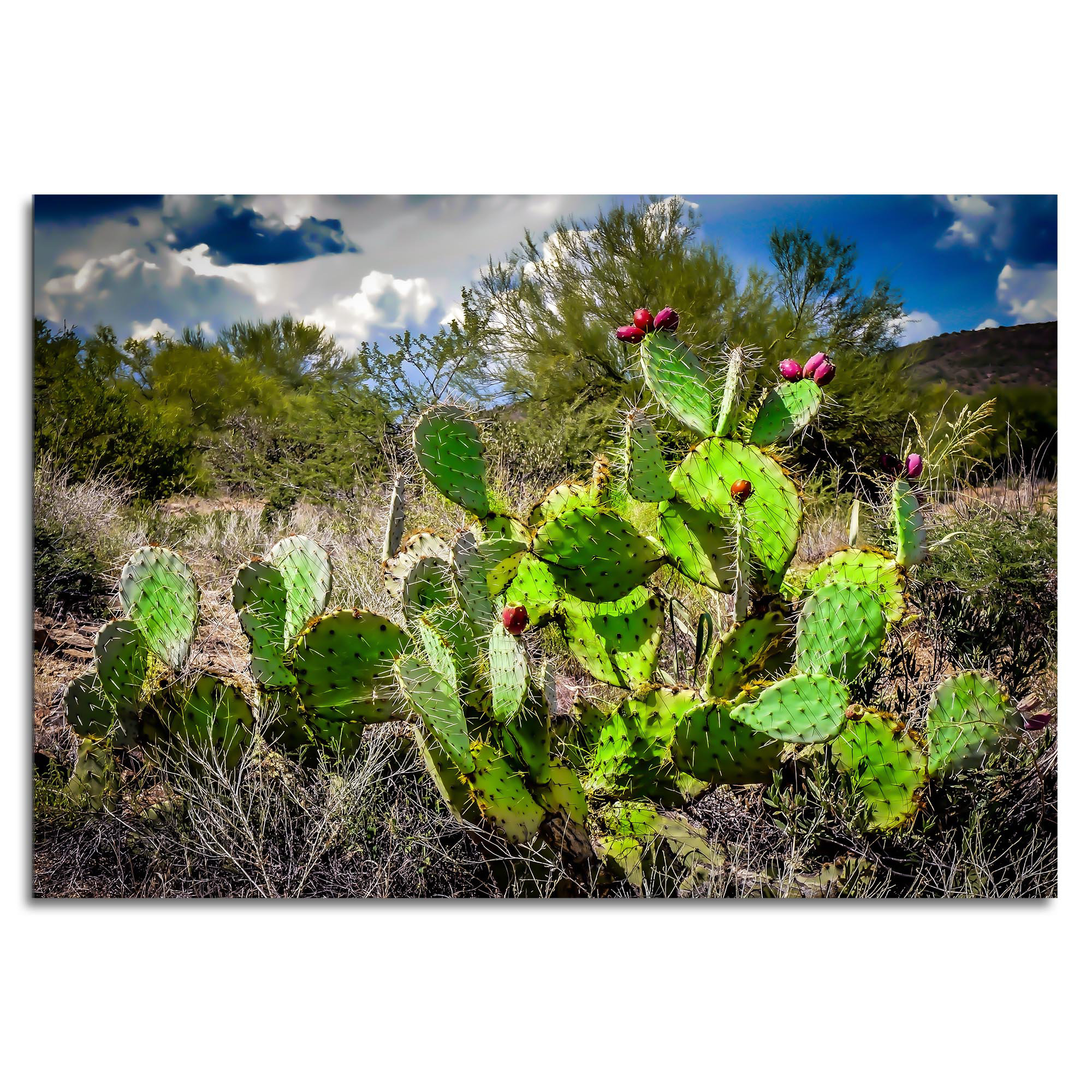 Union Rustic Beavertail Cactus - on | Wayfair