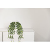 Wayfair | Indoor Hanging Plants
