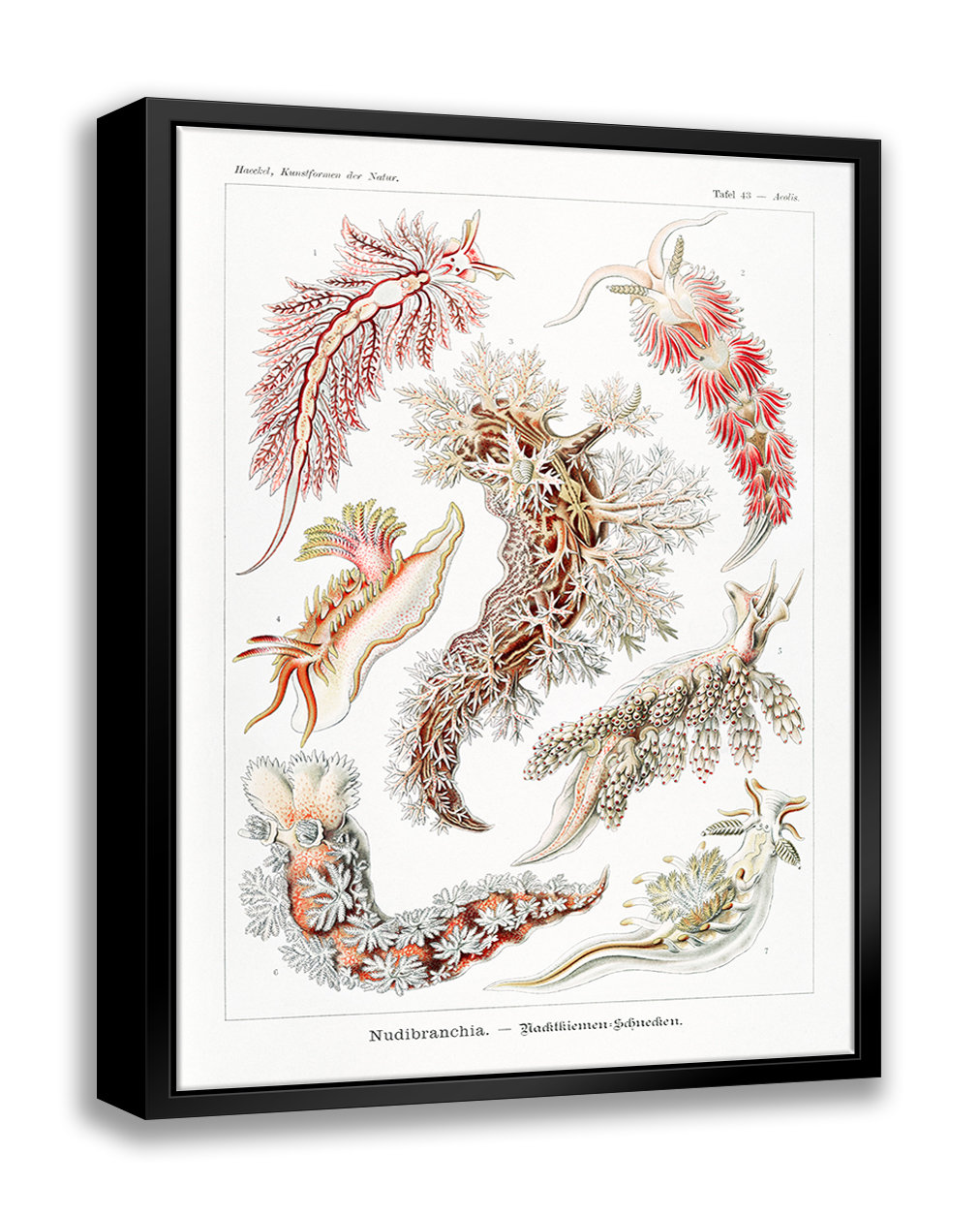 ATX Art Group LLC Nudibranchia–Nacktkiemen Schnecken By Ernst Haeckel ...