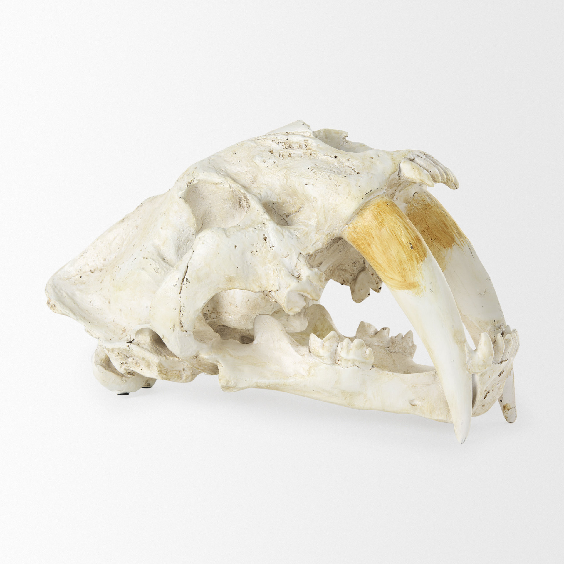 Millwood Pines Shannock Sabretooth Skull Replica Sculpture & Reviews ...