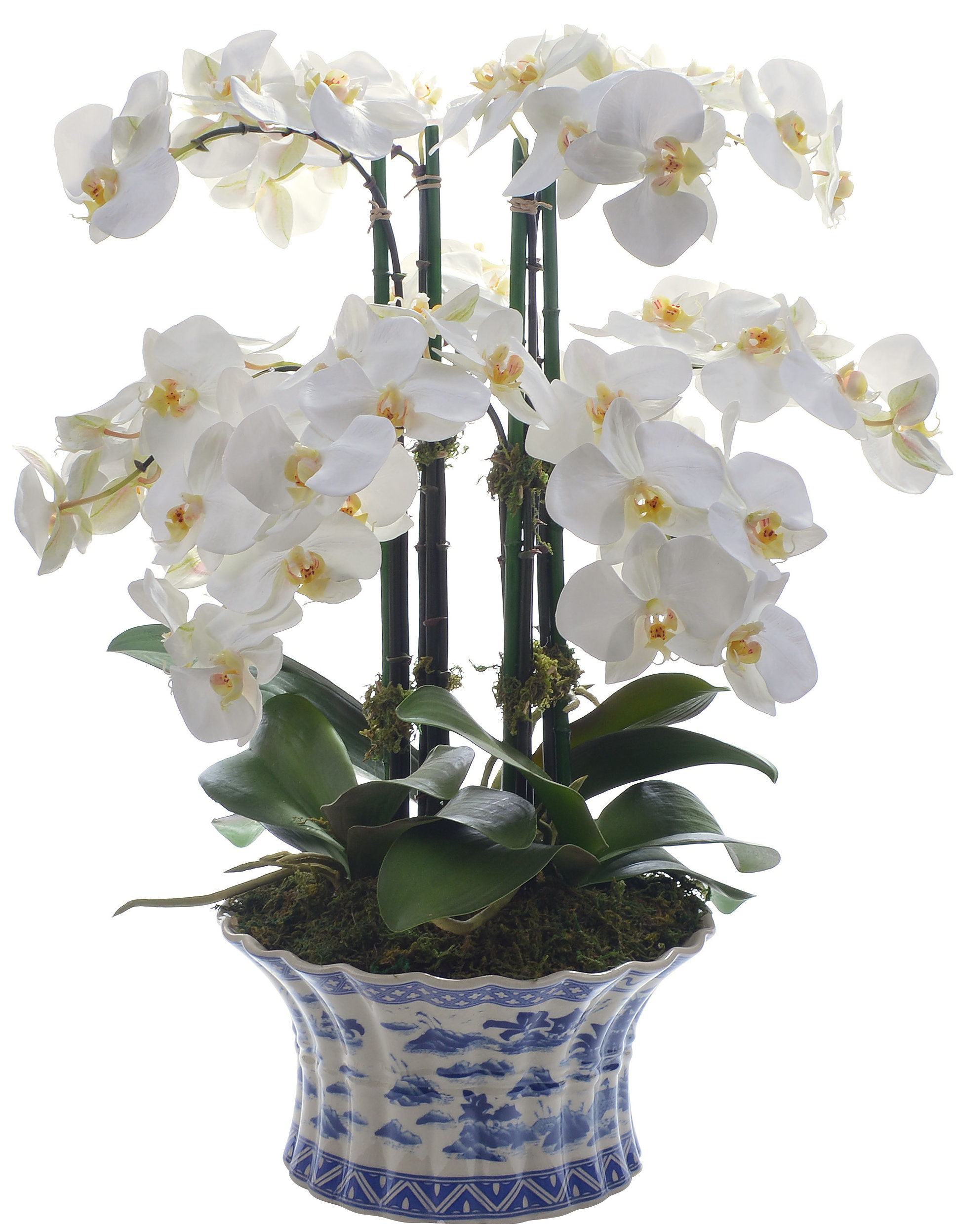 Winward Silks Phalaenopsis Orchid In Pot & Reviews | Wayfair
