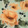 Red Barrel Studio® Coral Poppies On Canvas by Liza Proch Print | Wayfair