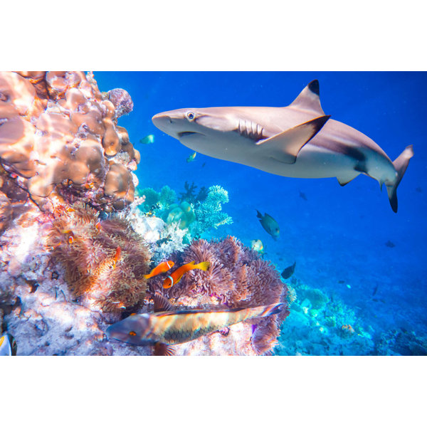 Highland Dunes Great White Shark by Cookelma - Wrapped Canvas ...