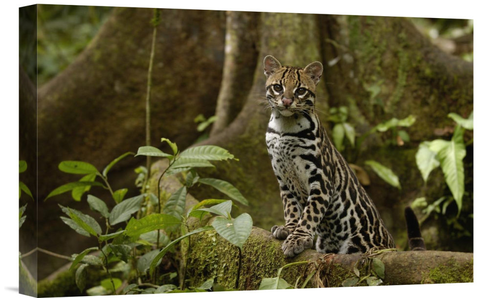 East Urban Home Ecuador Amazon Rainforest 'Ocelot Standing On Buttress ...