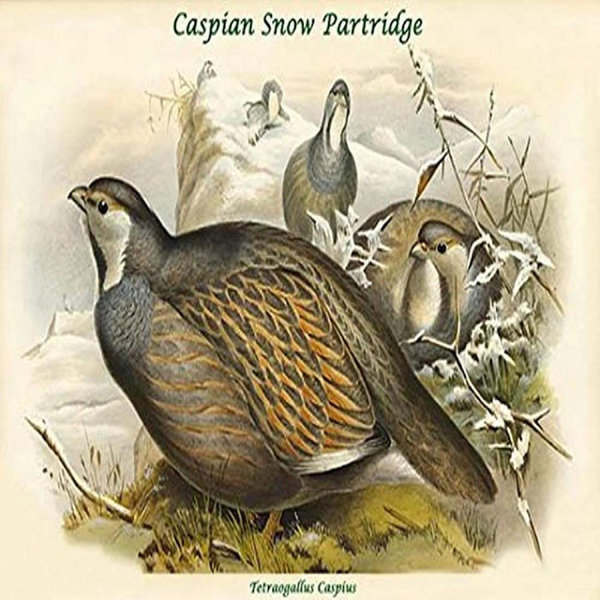 Rosalind Wheeler Tetraogallus Caspius-Caspian Snow Partridge Galler ...