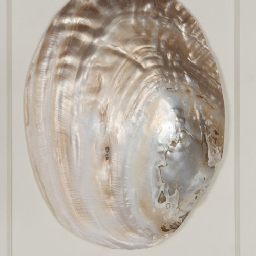 Rosecliff Heights 2 Piece Abalone & Pearl Shell Shadow Box Wall Décor ...
