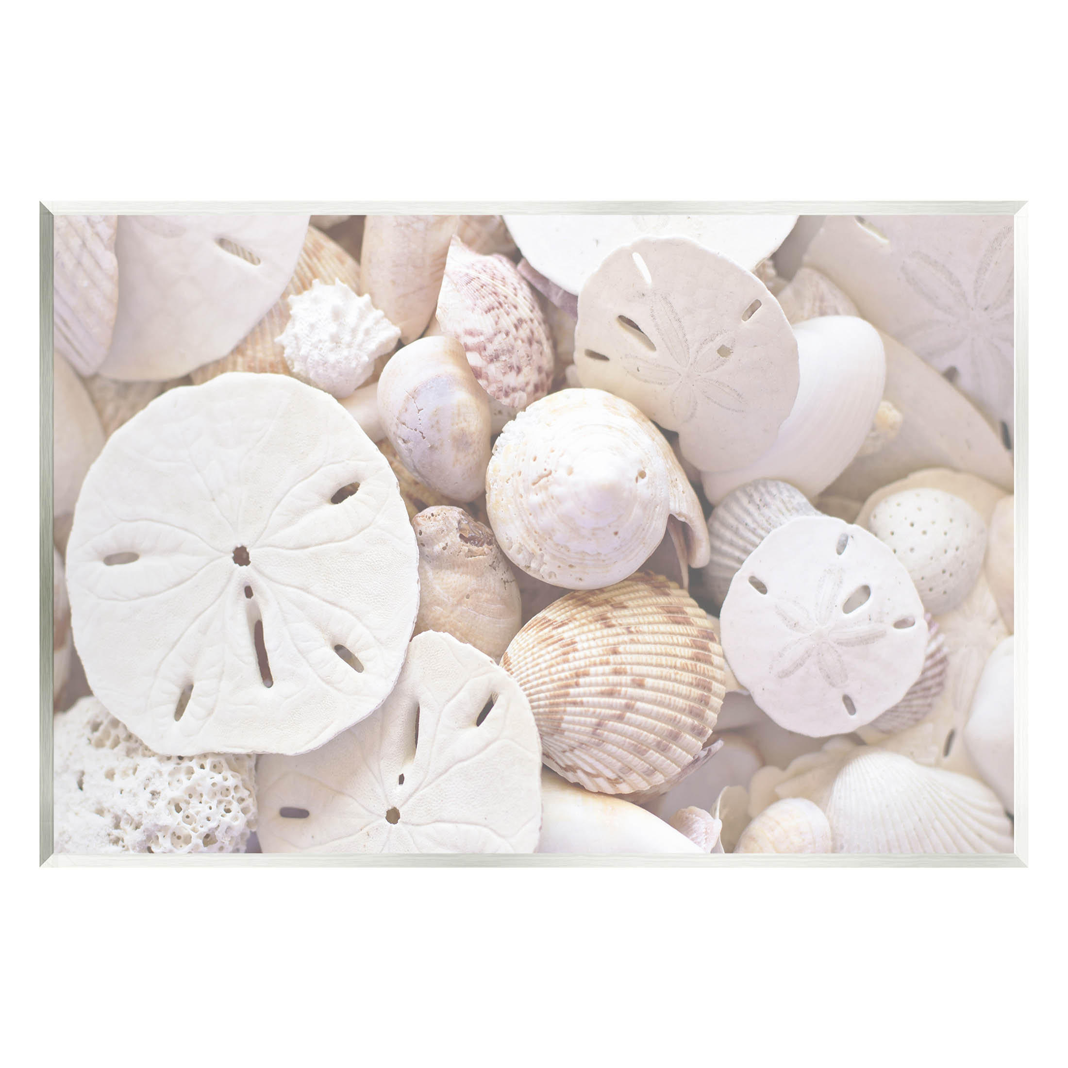 Highland Dunes White Mixed Sand Dollar Shells by - Floater Frame ...
