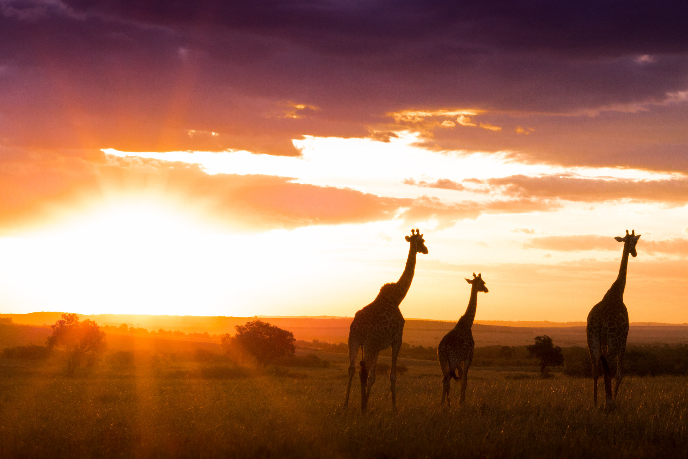Millwood Pines AfriCan Sunset On Canvas Photograph | Wayfair