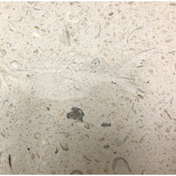 Matrix-Z 6" x 6" SeaStone Cement Whole Fish Fossil Impression Bevel ...