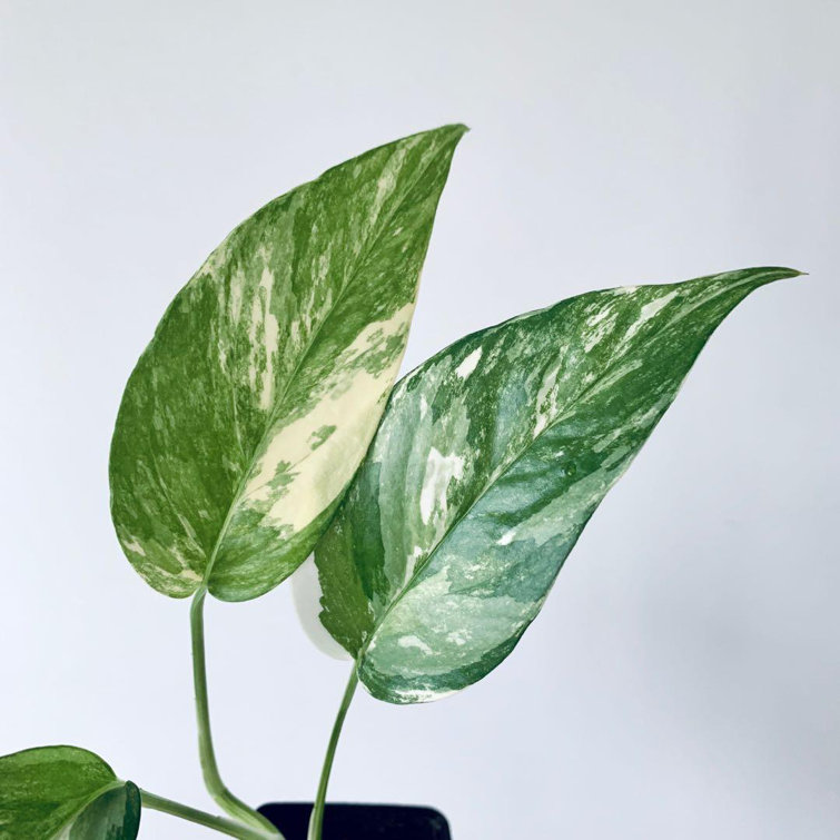 Wekiva Foliage LLC Variegated Albo Pothos - Live Plant in a 4 Inch Pot ...