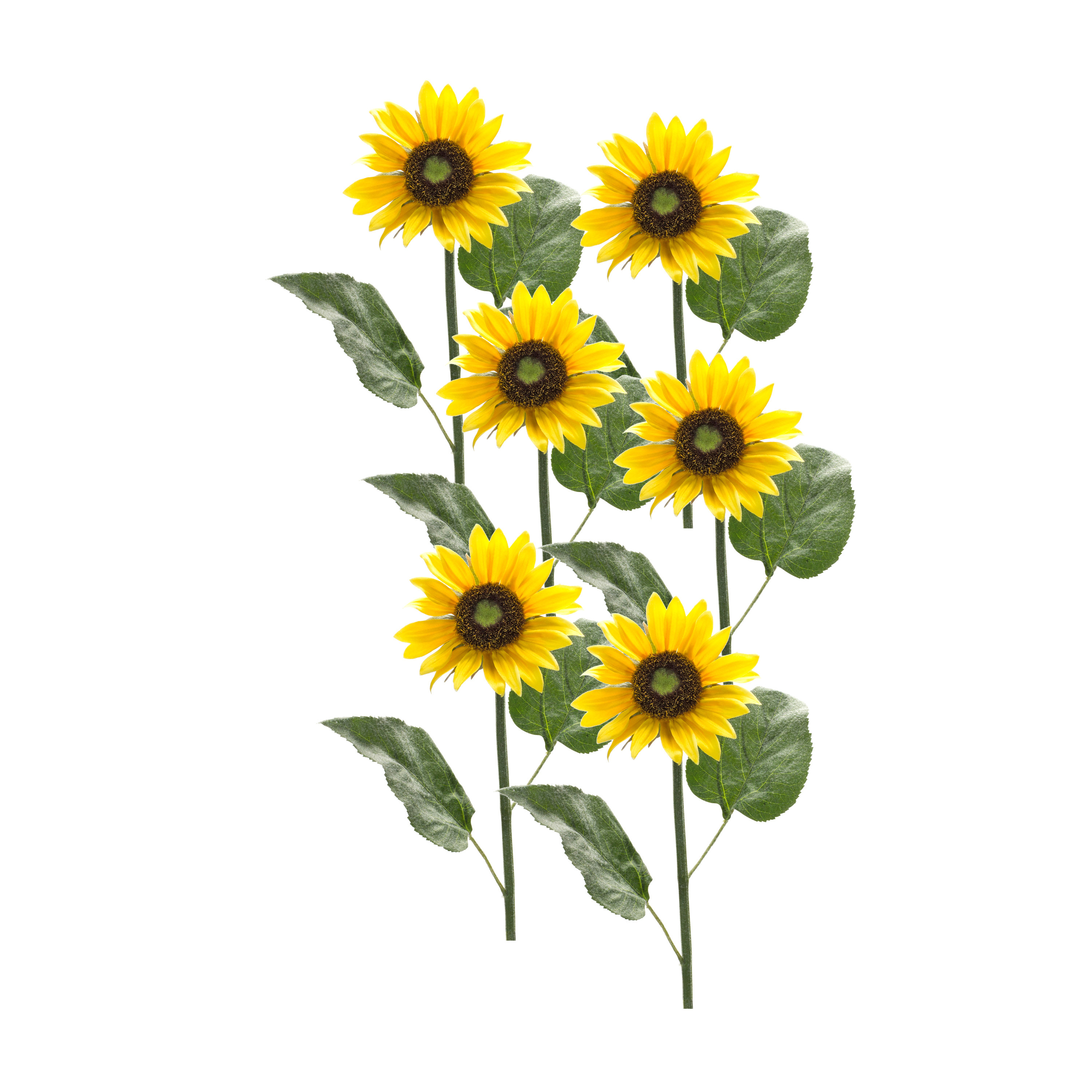 Primrue Sunflower Steam | Wayfair