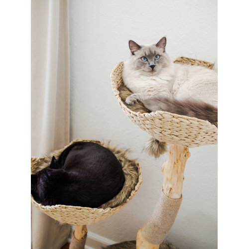 Tucker Murphy Pet™ 46" Seeman Double Branch Cento Cat Tree & Reviews ...