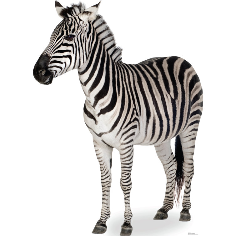 Advanced Graphics Zebra Cardboard Stand-Up & Reviews | Wayfair