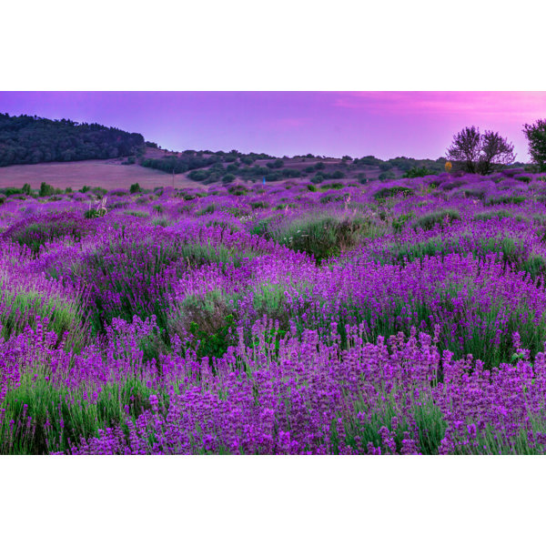 Ophelia & Co. Lavender Field On Canvas by Remedios Photograph | Wayfair