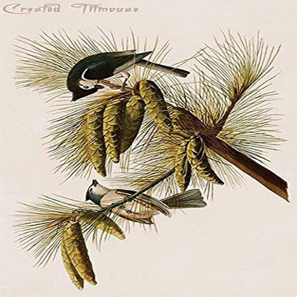 Red Barrel Studio® Crested Titmouse Gallery Wrapped Canvas Print, 32 ...