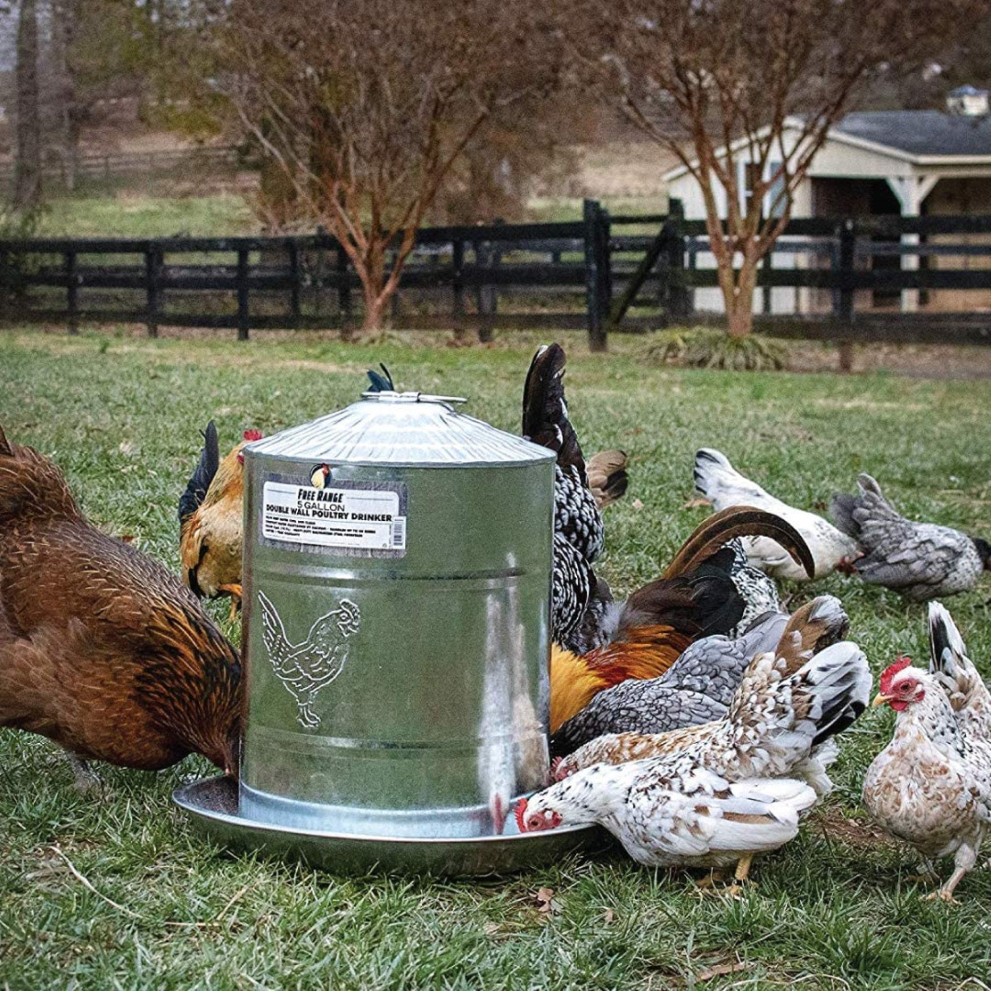 Harris Farms Galvanized Steel Double Wall Poultry Drinker, 2 Gallons ...