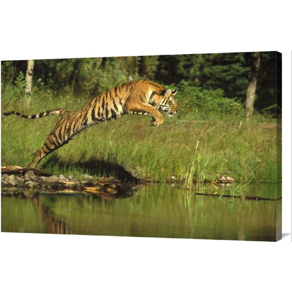 Latitude Run® Siberian Tiger Leaping Across River Asia Wrap Gic Wrapped ...