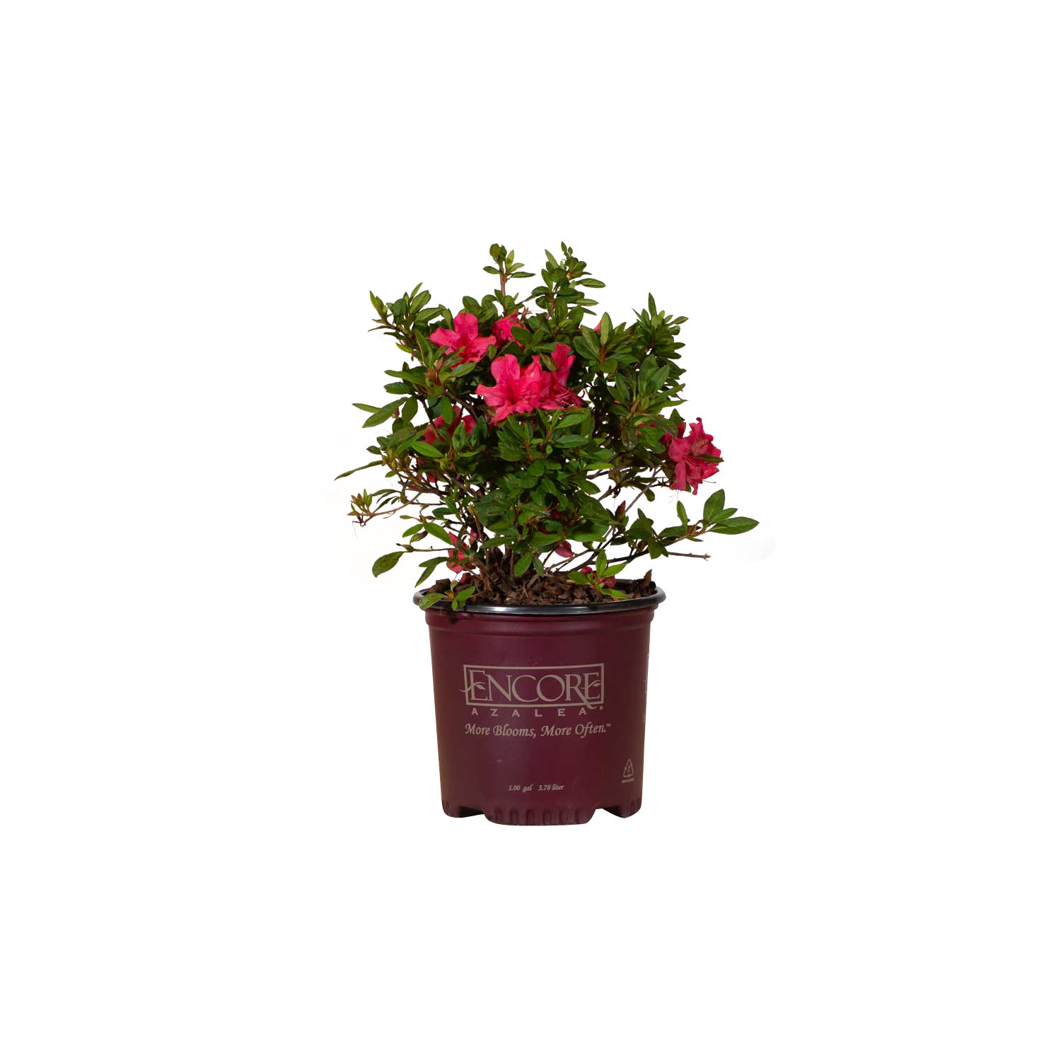 Encore Azalea 1 Gallon Autumn Sundance Encore Azalea Live Low ...