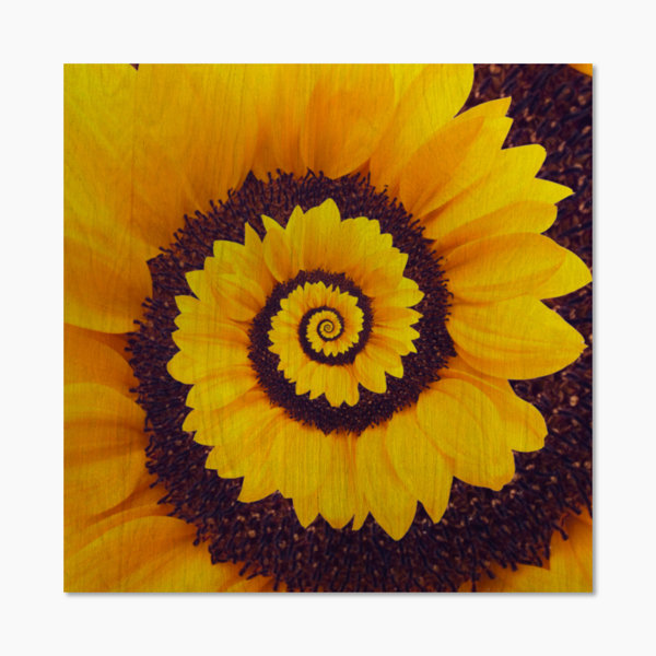 Gracie Oaks Sunflower Infinity Spiral II - Unframed Print on Wood | Wayfair
