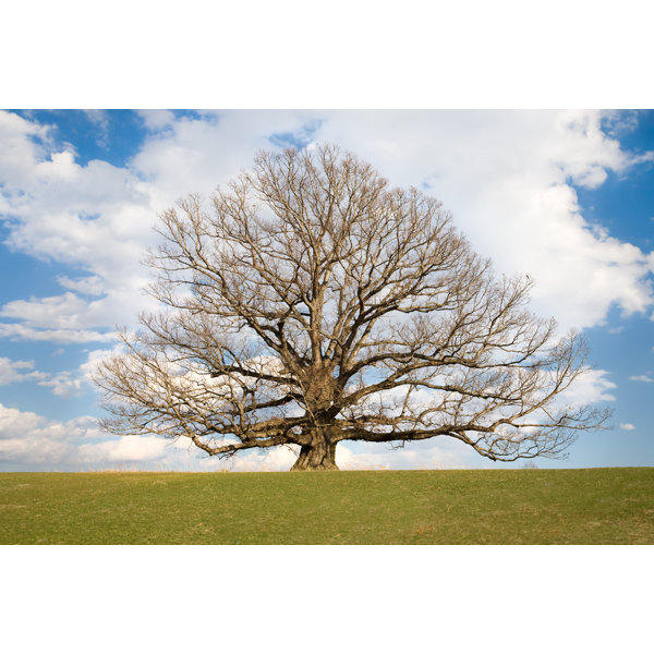 Ebern Designs White Oak Tree - Wrapped Canvas Photograph | Wayfair