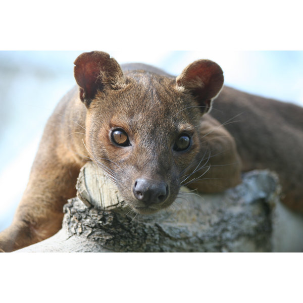 Ebern Designs Fossa Staring by - Wrapped Canvas Photograph | Wayfair