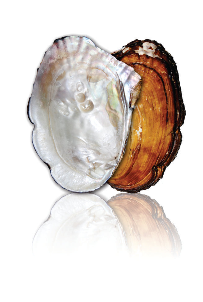 Matrix-Z SeaTile 1" x 1" Seashell Honeycomb Mosaic Wall & Floor Tile ...