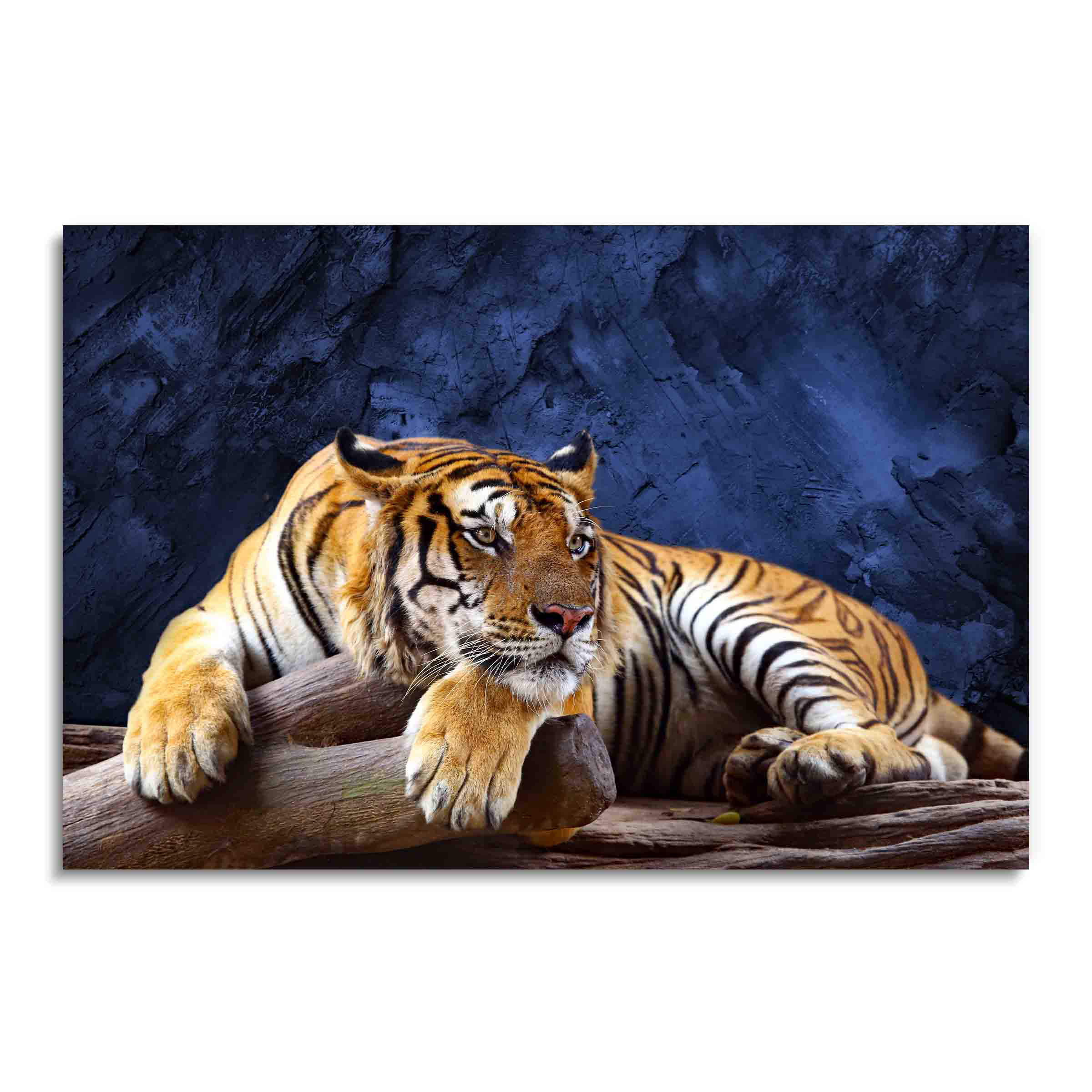 Ebern Designs Tiger Relaxing, Wildlife Photoshoot, Acrylic Plexiglass ...
