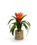 T&C Floral Company Tropical Bromeliad Centerpiece in Glass Jar ...
