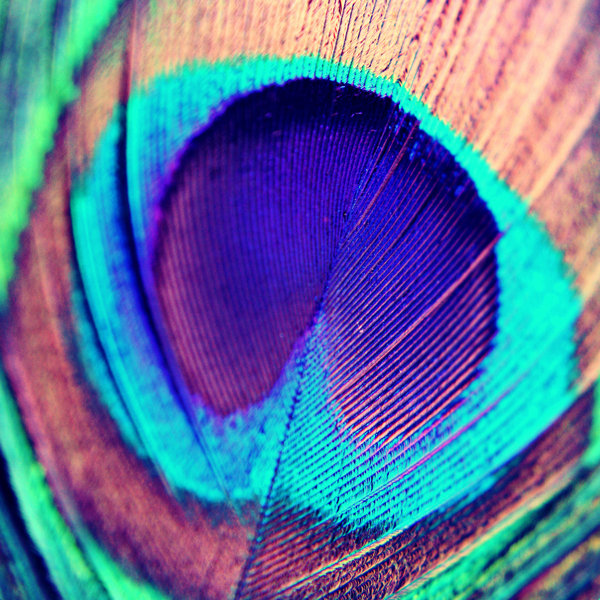 Trinx Hayder Shannon Clark Pretty Peacock by Shannon Clark - Wrapped ...