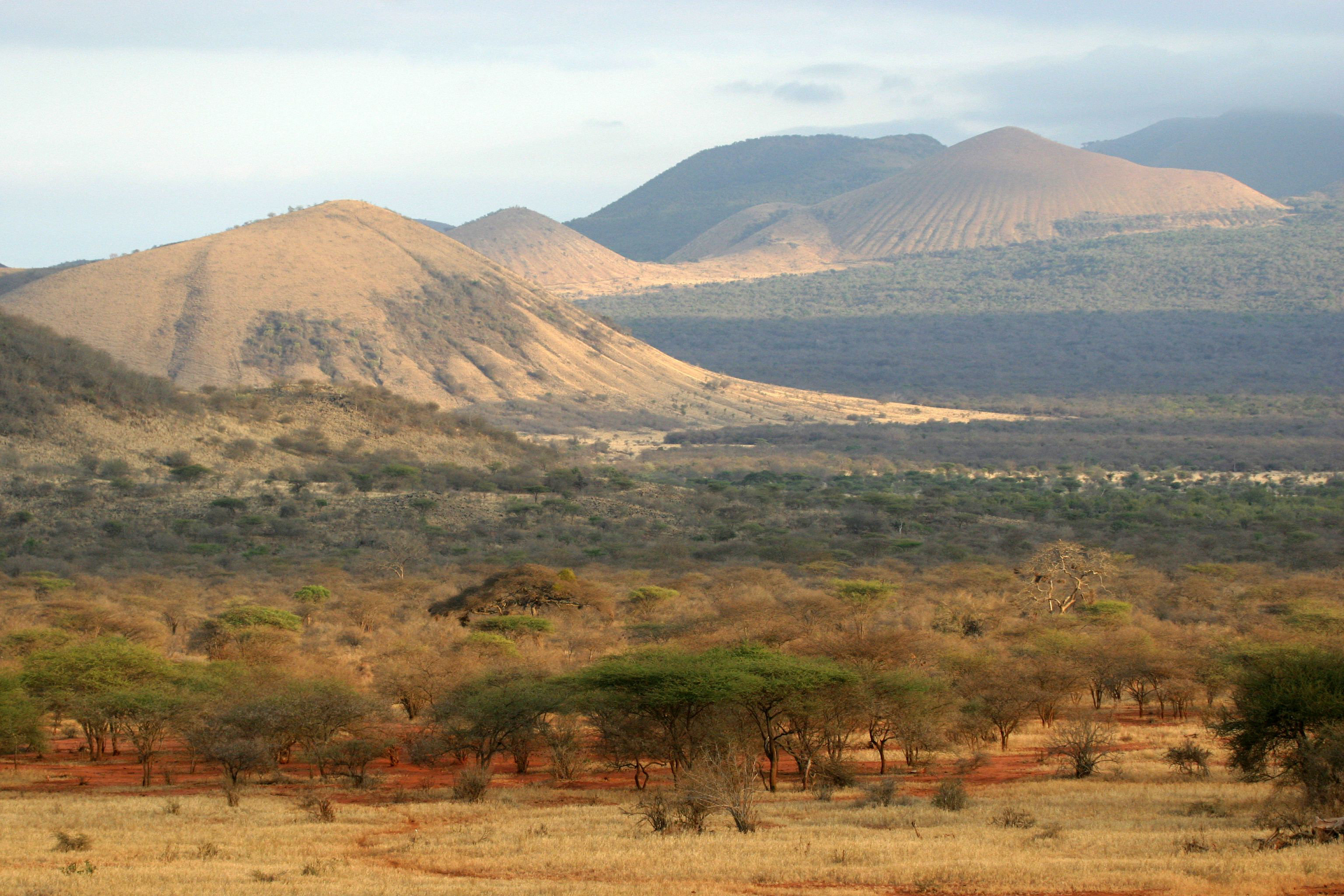 Union Rustic African Savanna On Canvas Photograph | Wayfair