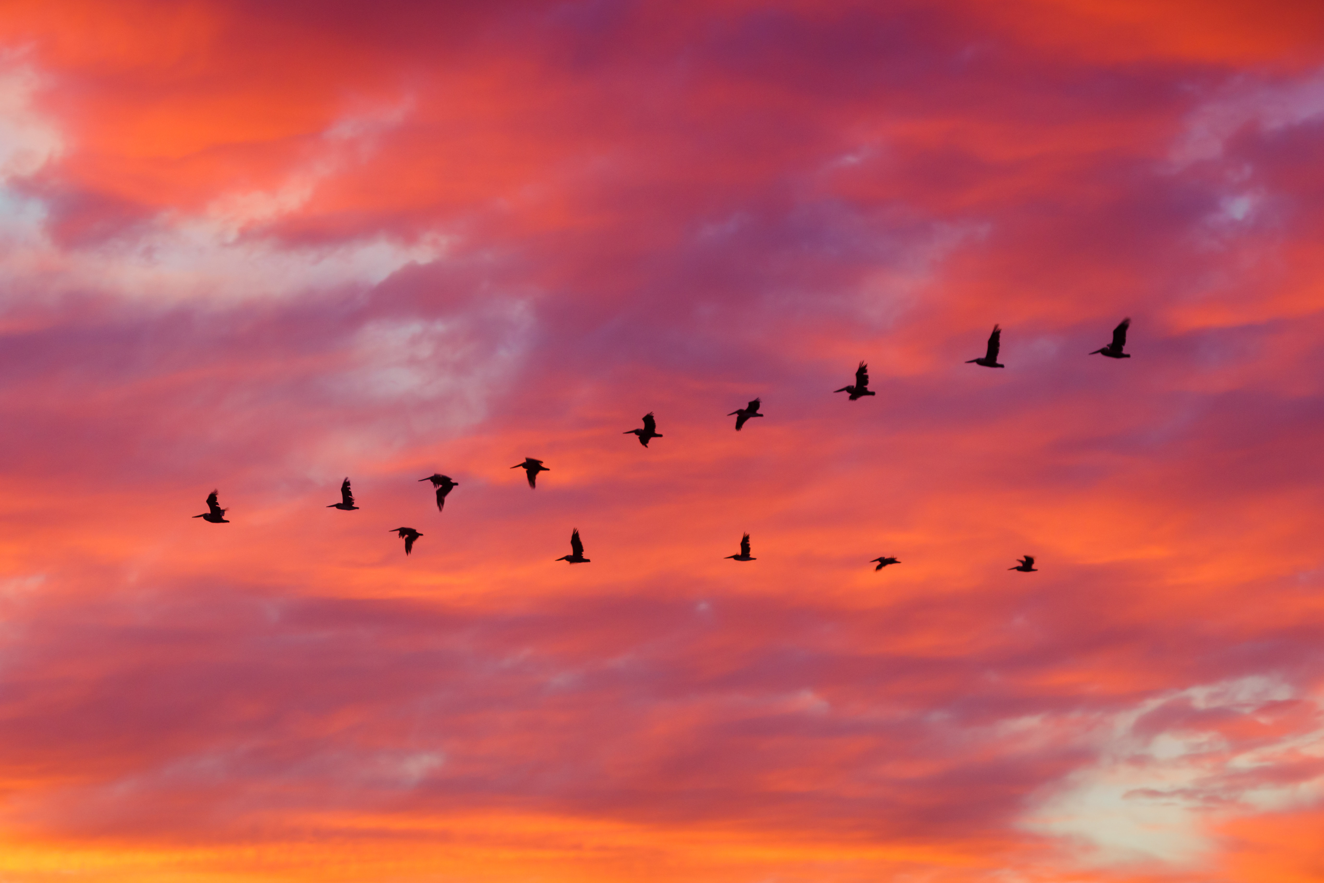 Ebern Designs Birds Flying In Formation At Sunset by Heyengel - Wrapped ...