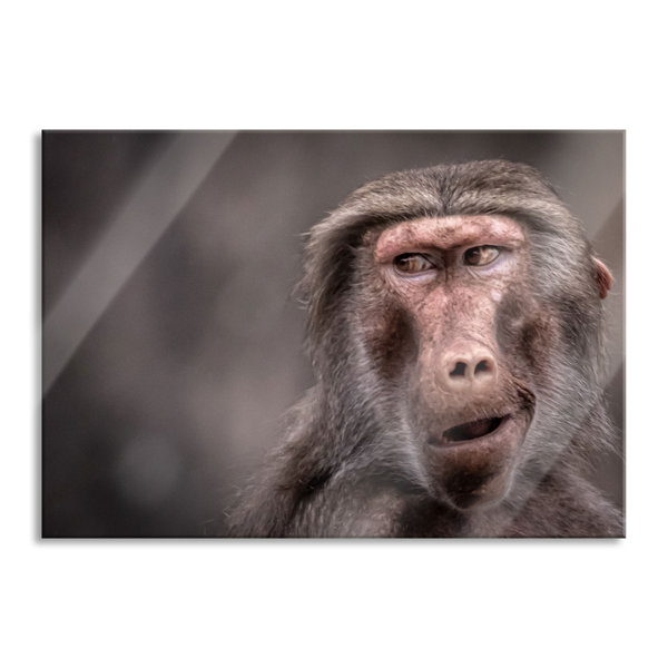 17 Stories Skeptical Monkey Looks to the Side - Unframed Photograph on ...