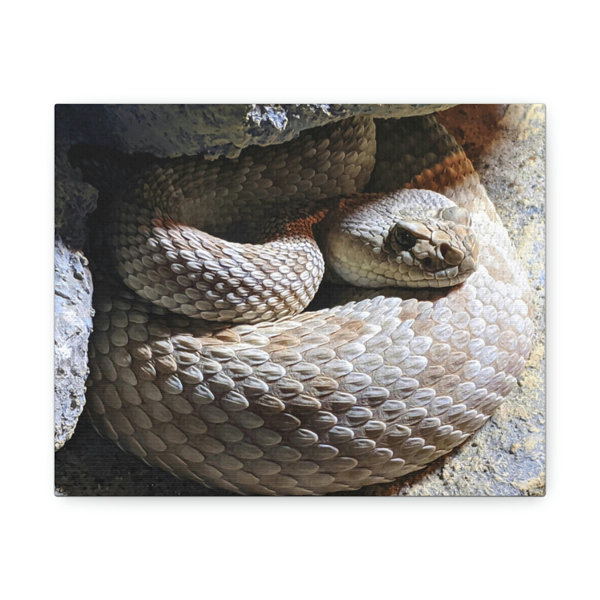 Latitude Run® Snake - Wrapped Canvas Photograph | Wayfair