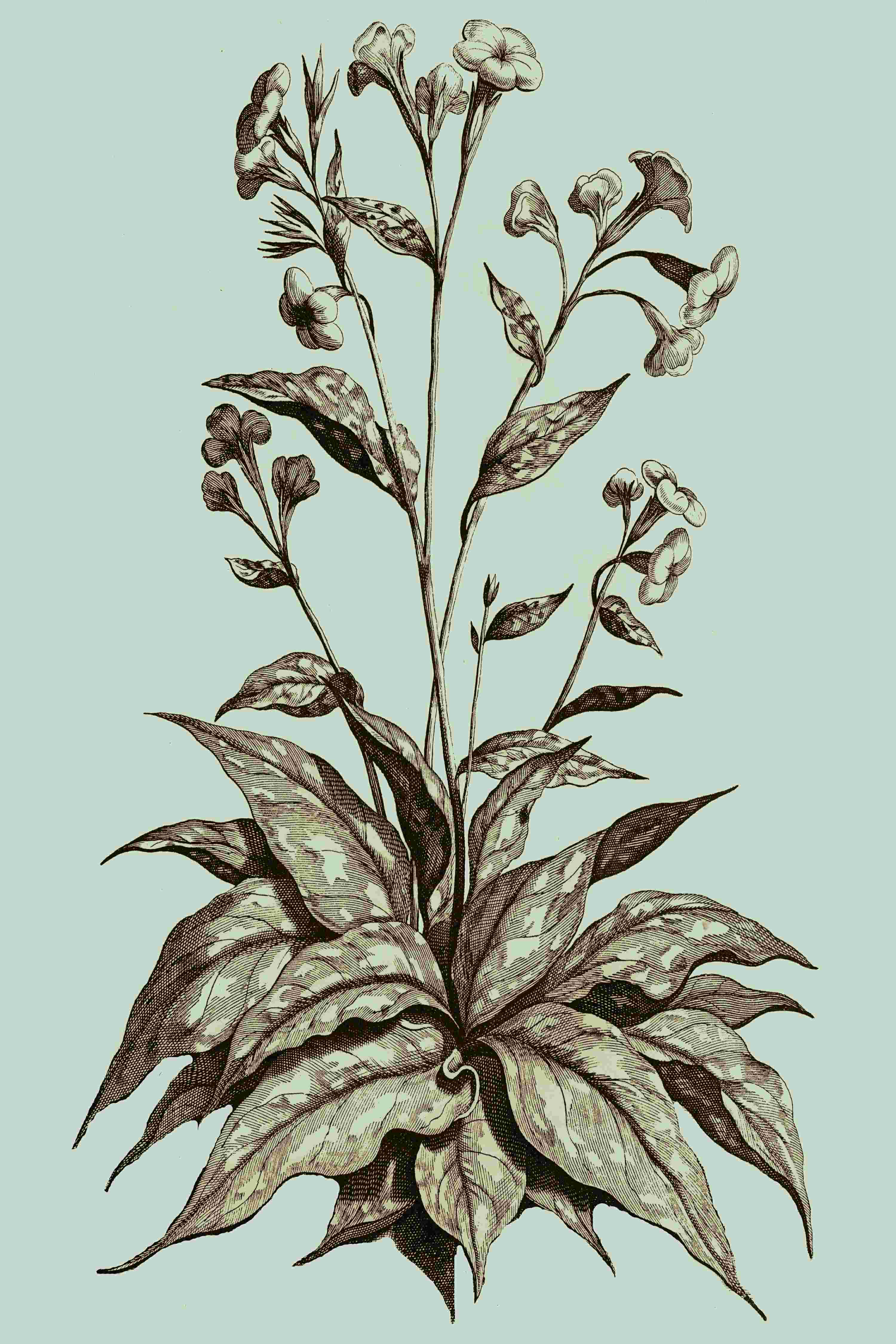 Red Barrel Studio® Imperial Munting IV by Abraham Munting - Wrapped ...